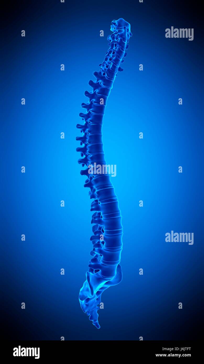 Illustration of the human spine Stock Photo - Alamy