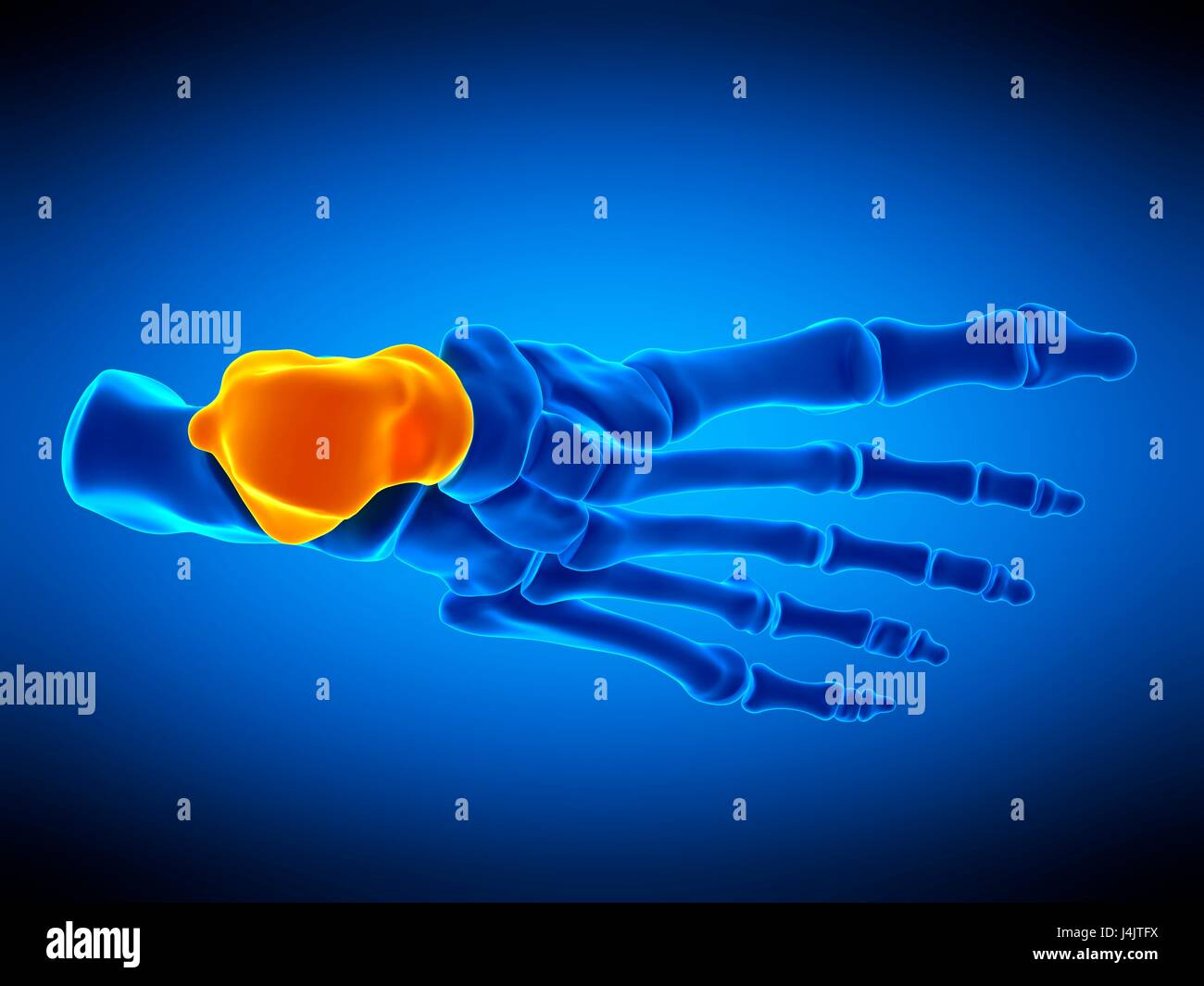 Talus Bone High Resolution Stock Photography and Images - Alamy