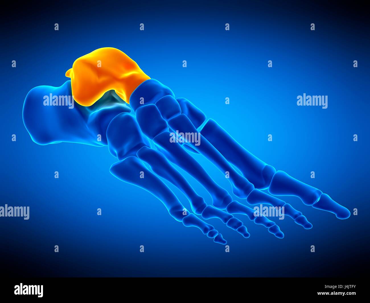 Illustration of the talus bone Stock Photo - Alamy