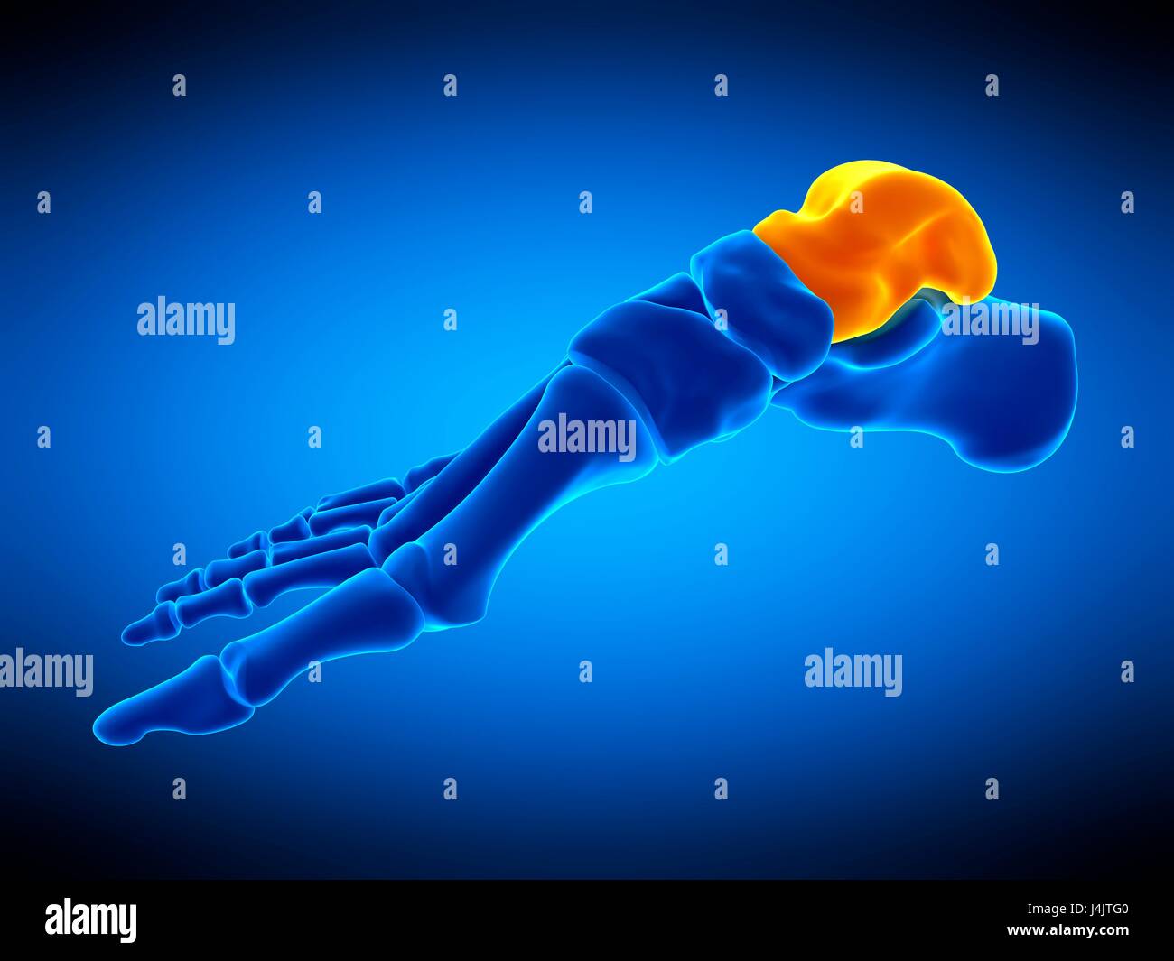 Talus Bone High Resolution Stock Photography and Images - Alamy