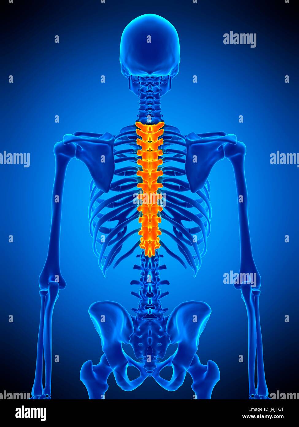 Human thoracic spine pain hi-res stock photography and images - Alamy