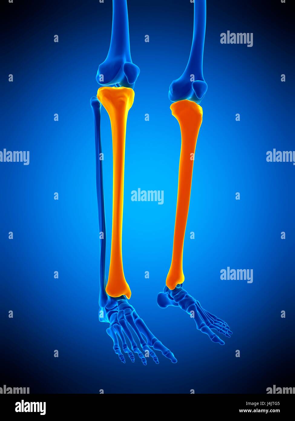 Illustration of the tibia Stock Photo - Alamy