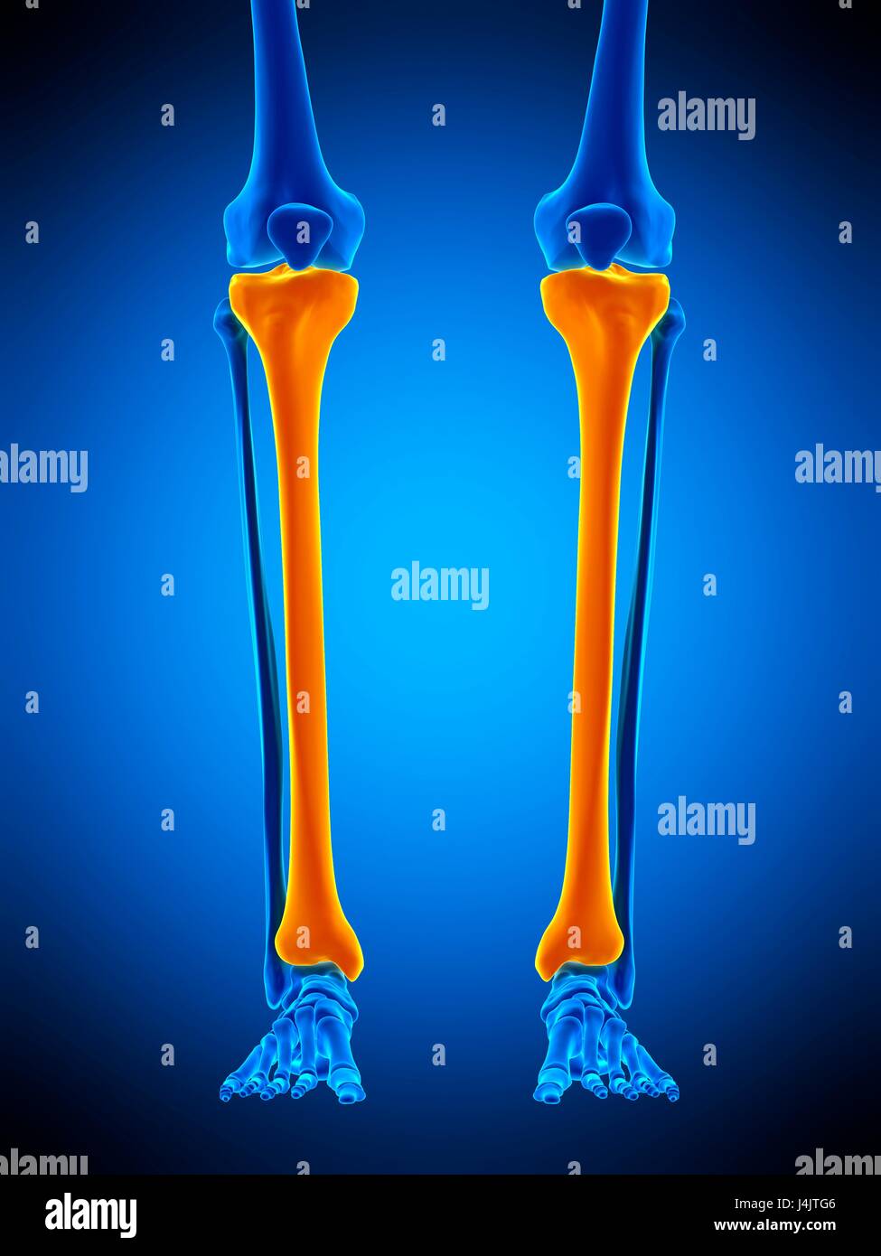 Illustration of the tibia Stock Photo - Alamy