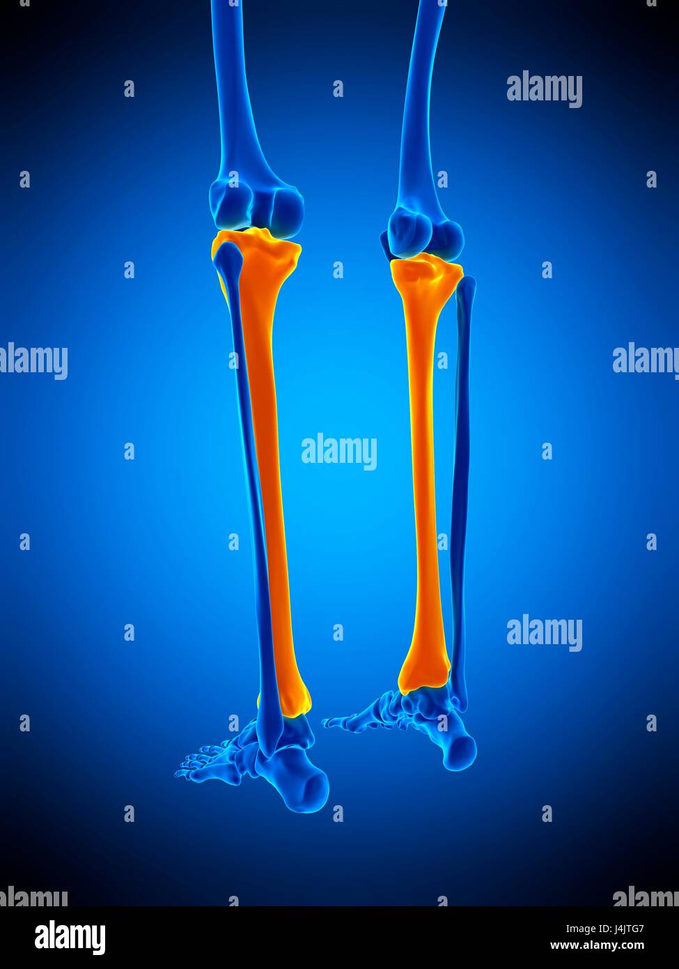 Illustration of the tibia Stock Photo - Alamy