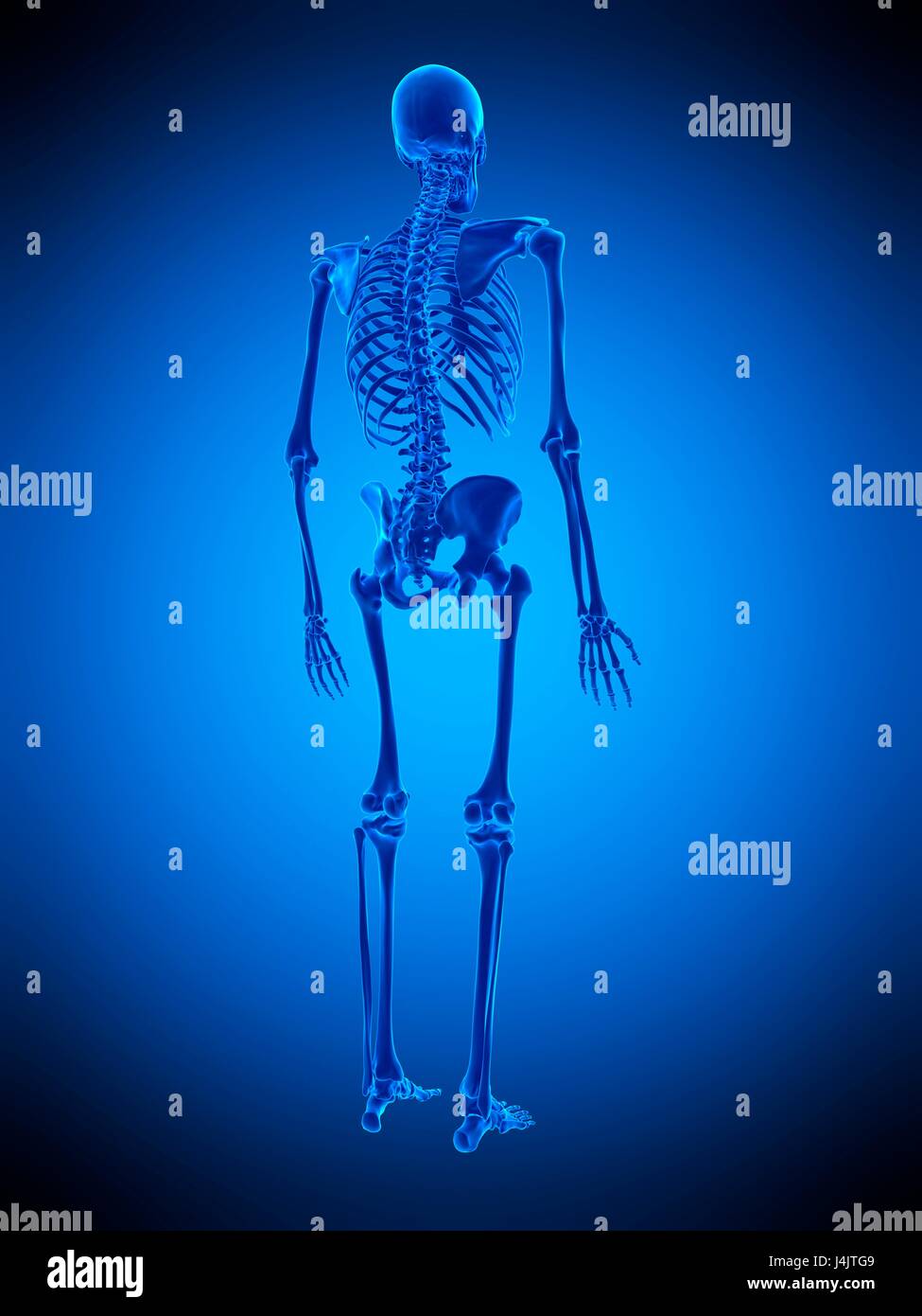 Illustration of the human skeleton Stock Photo - Alamy