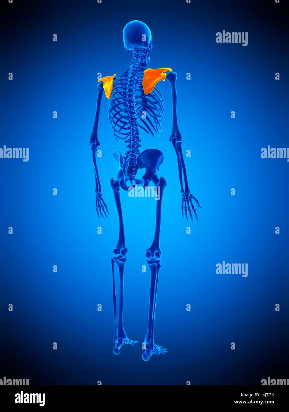 Illustration of the scapula Stock Photo - Alamy