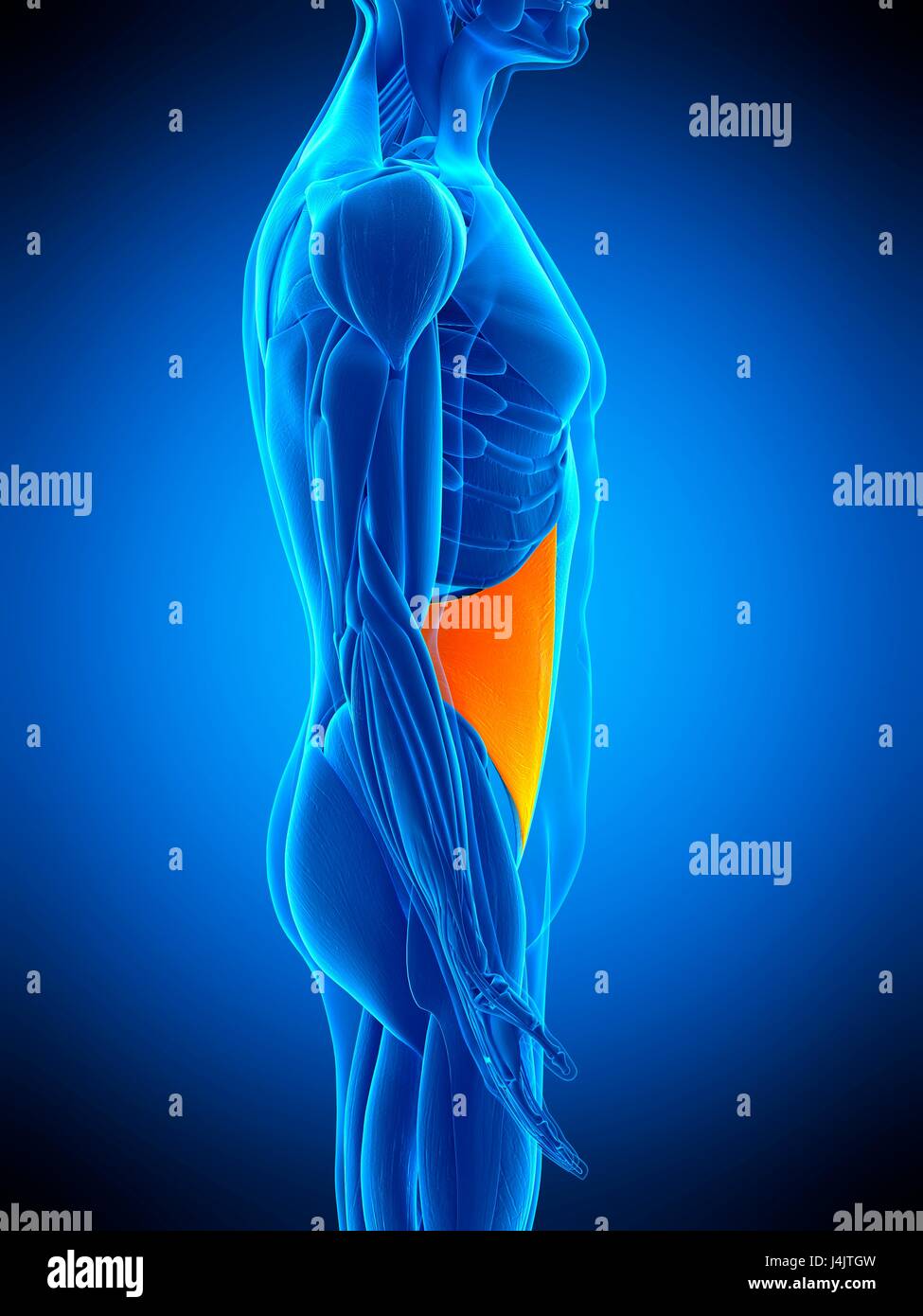Illustration of the internal oblique muscle Stock Photo - Alamy