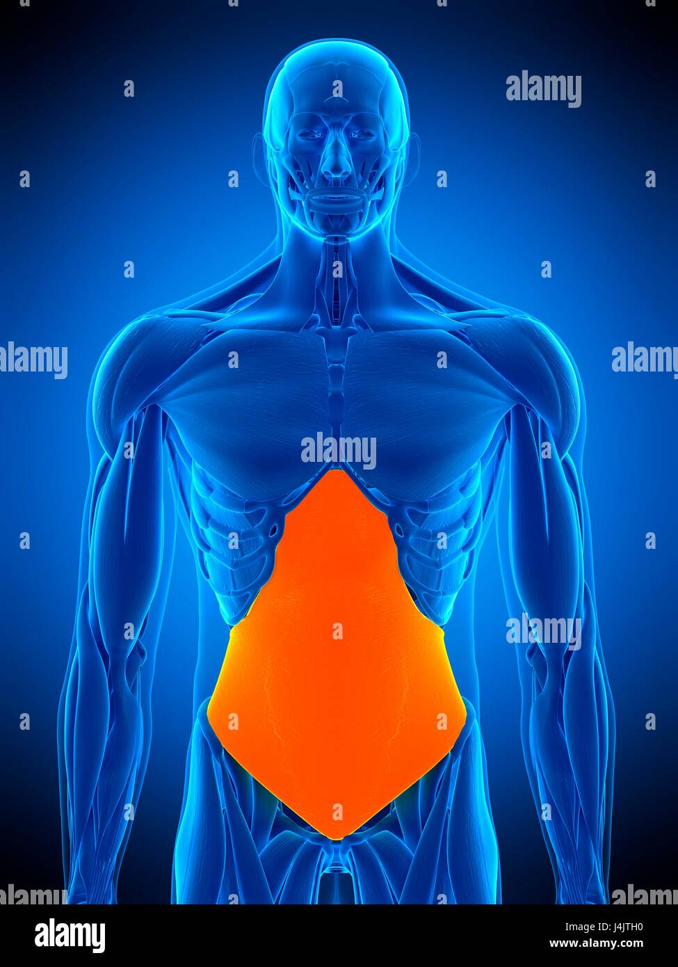 Transversus Abdominis High Resolution Stock Photography and Images - Alamy