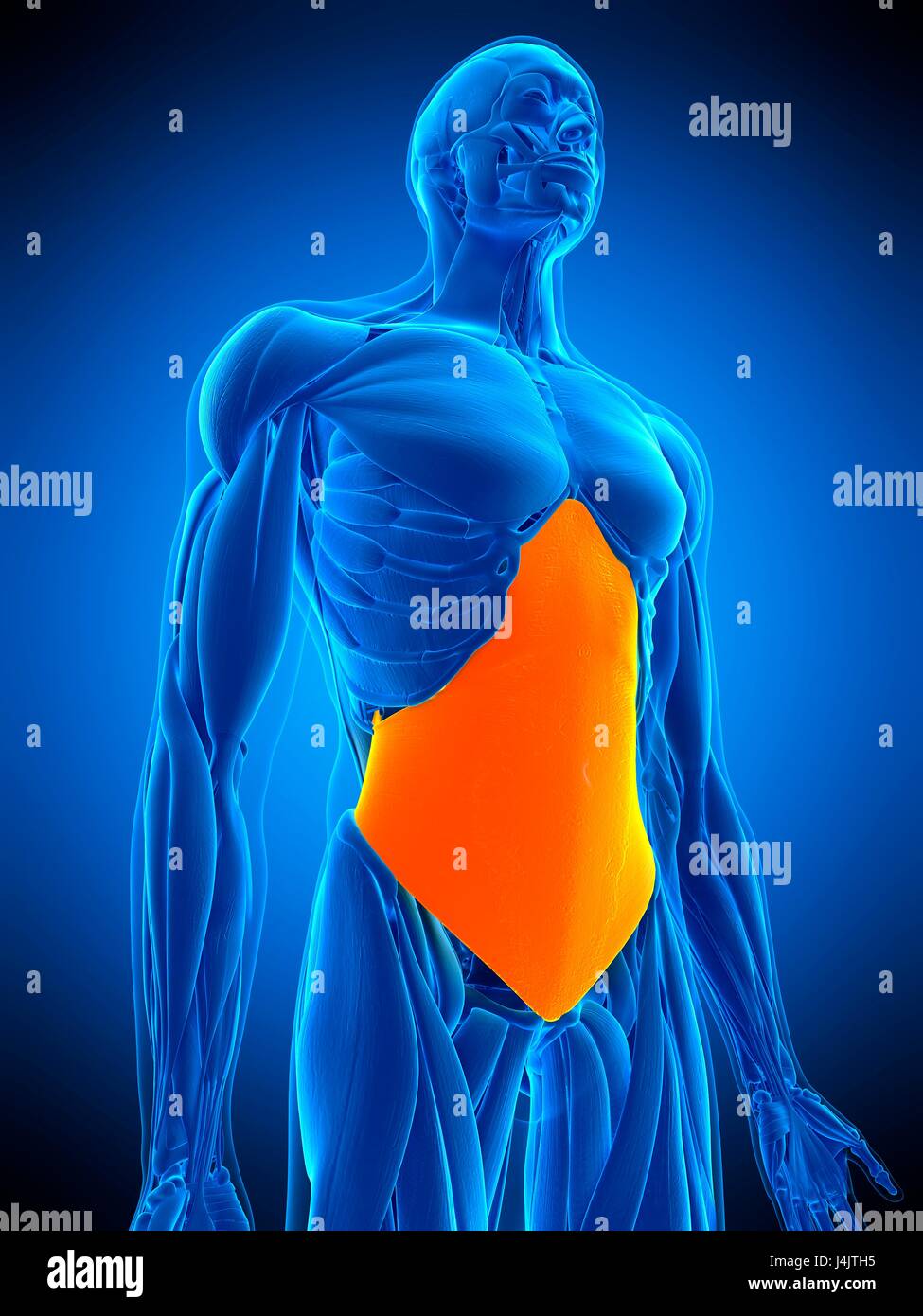 Illustration of the transversus abdominis muscle Stock Photo - Alamy