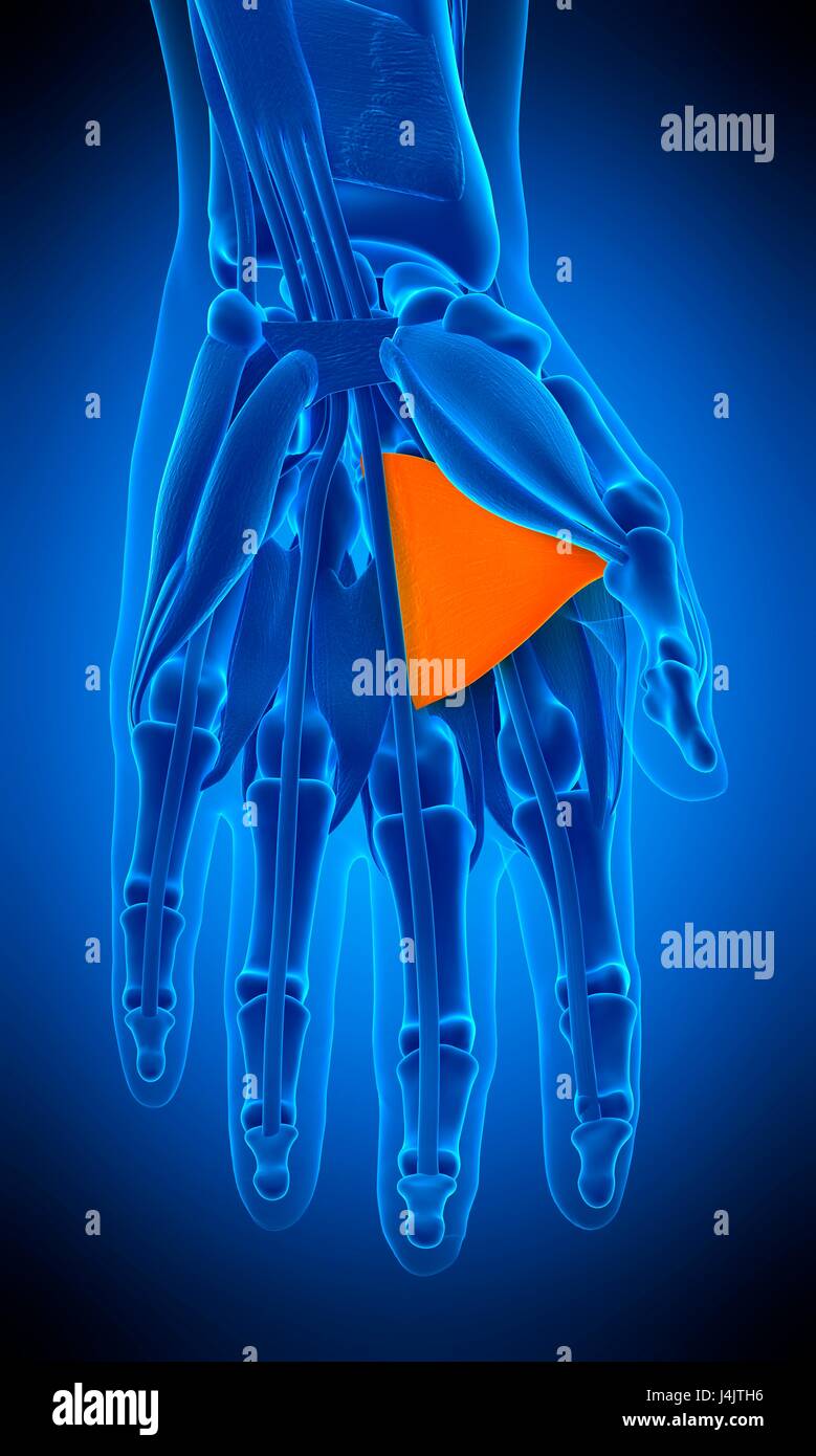 Fascia Over Adductor Pollicis Muscle