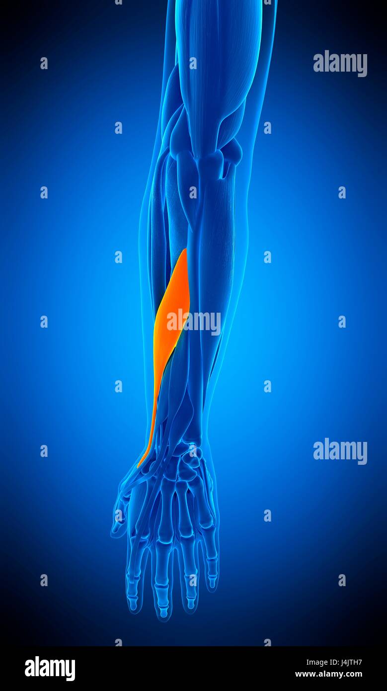 Adductor Pollicis Longus High Resolution Stock Photography and Images ...