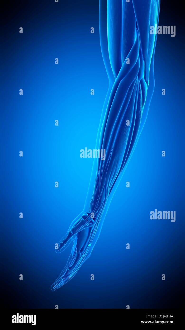 Illustration of the human arm muscles muscle Stock Photo - Alamy