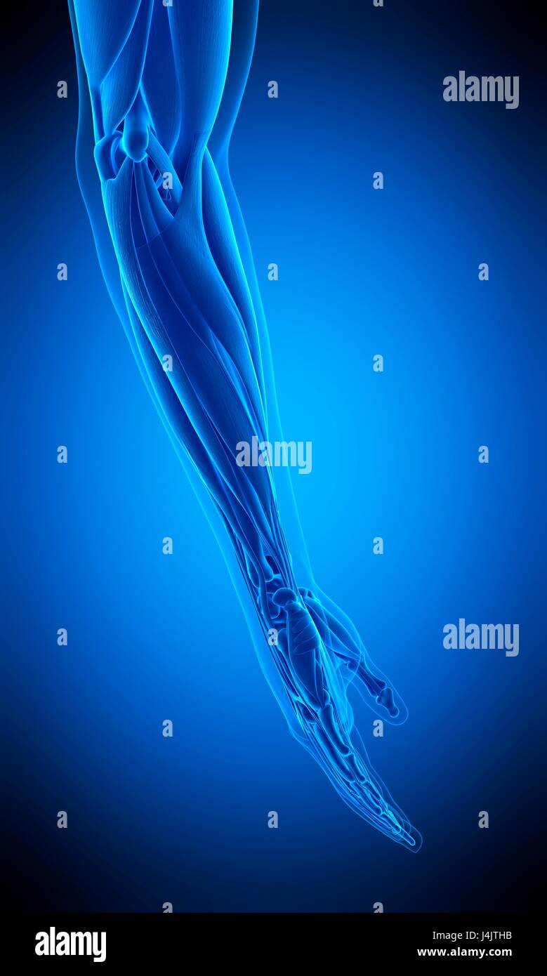 Arm medial side view hi-res stock photography and images - Alamy