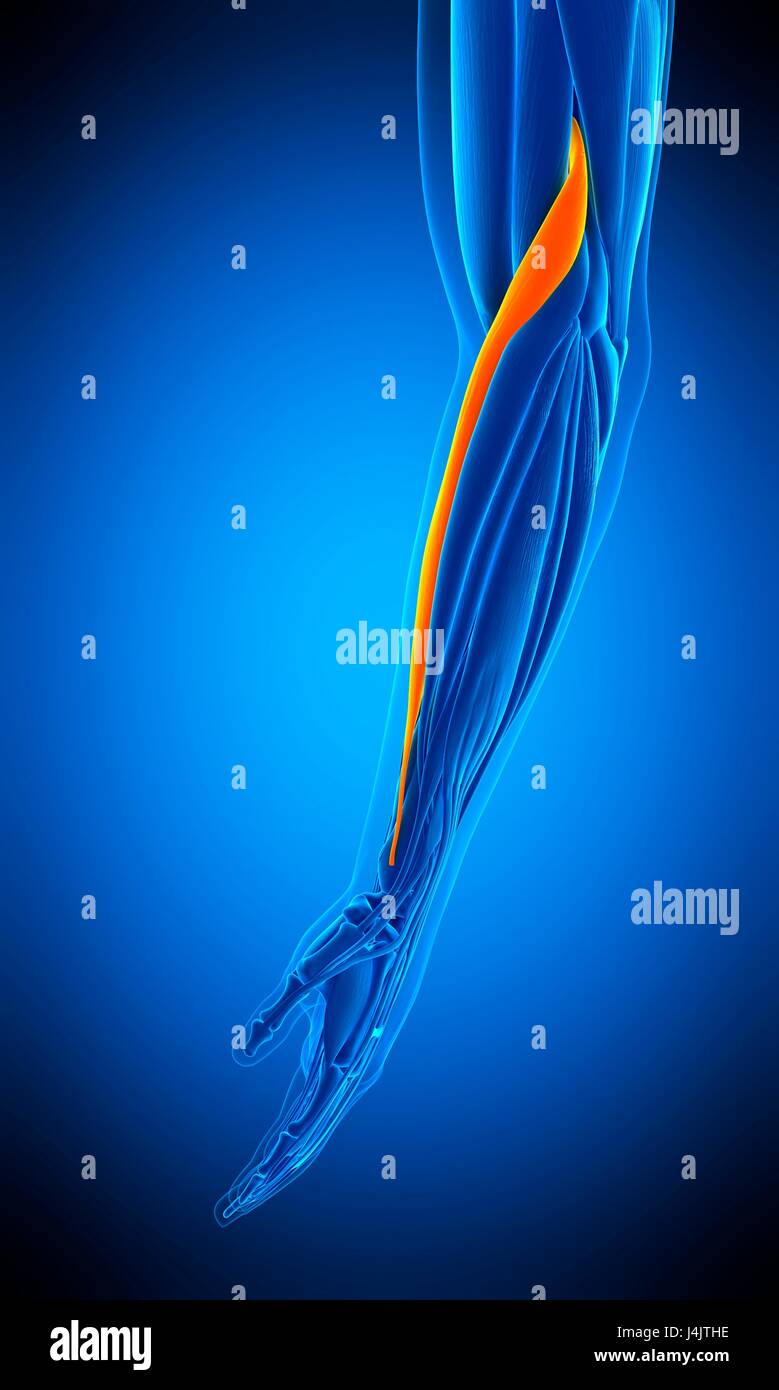 Muscle of the arm lateral view hi-res stock photography and images - Alamy
