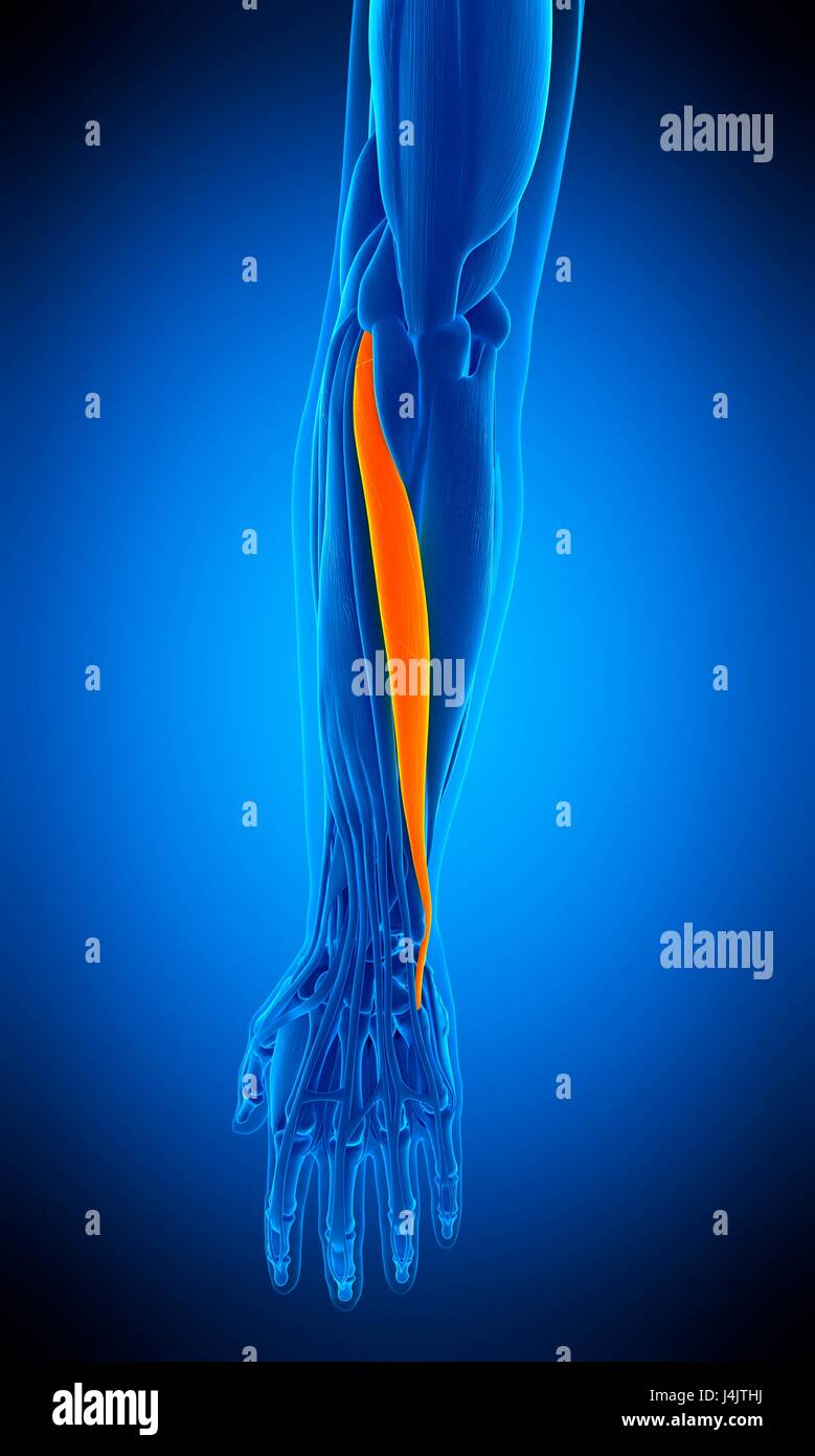 Extensor carpi ulnaris muscle hi-res stock photography and images - Alamy