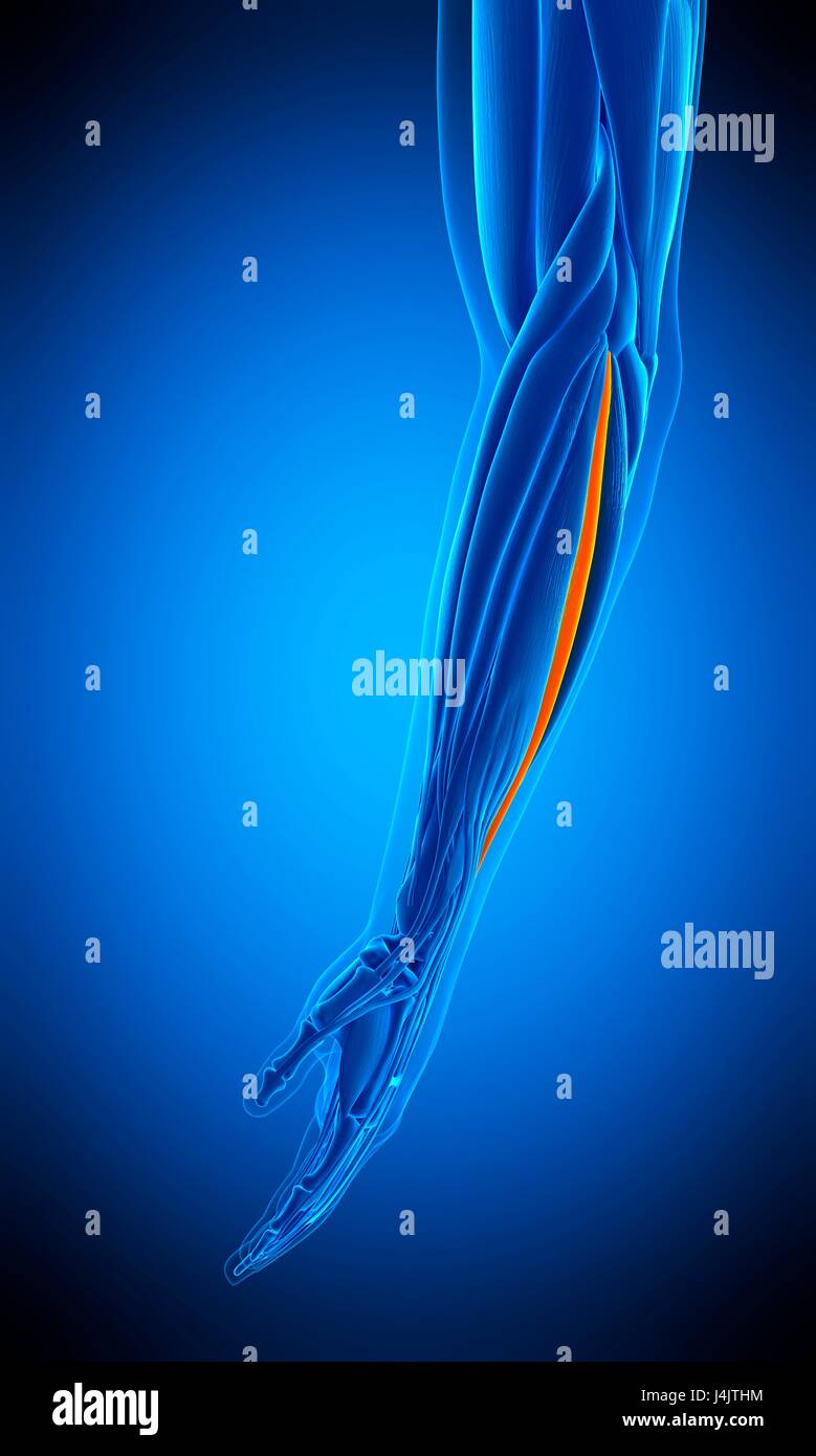 Illustration of the extensor digiti minimi muscle Stock Photo - Alamy