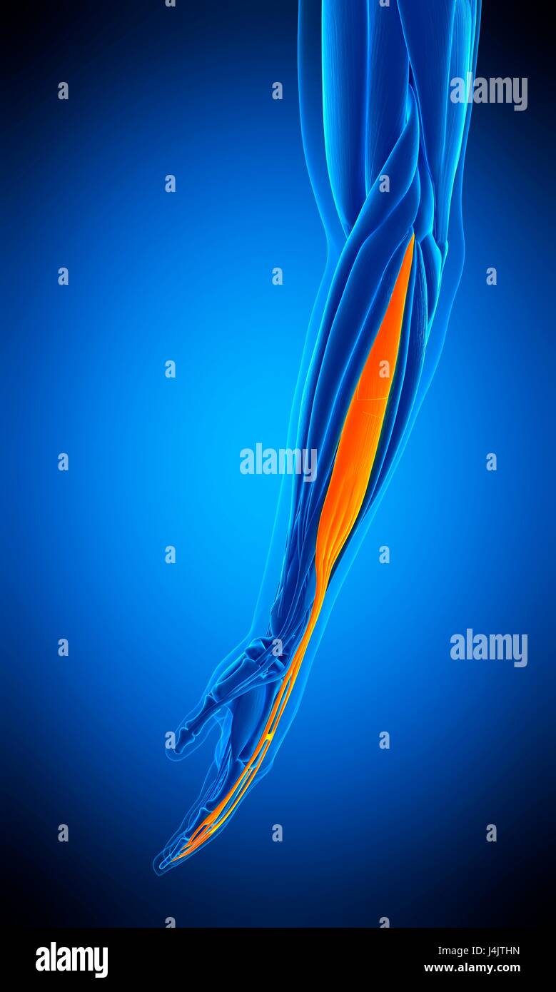 Illustration of the extensor digitorum muscle Stock Photo - Alamy