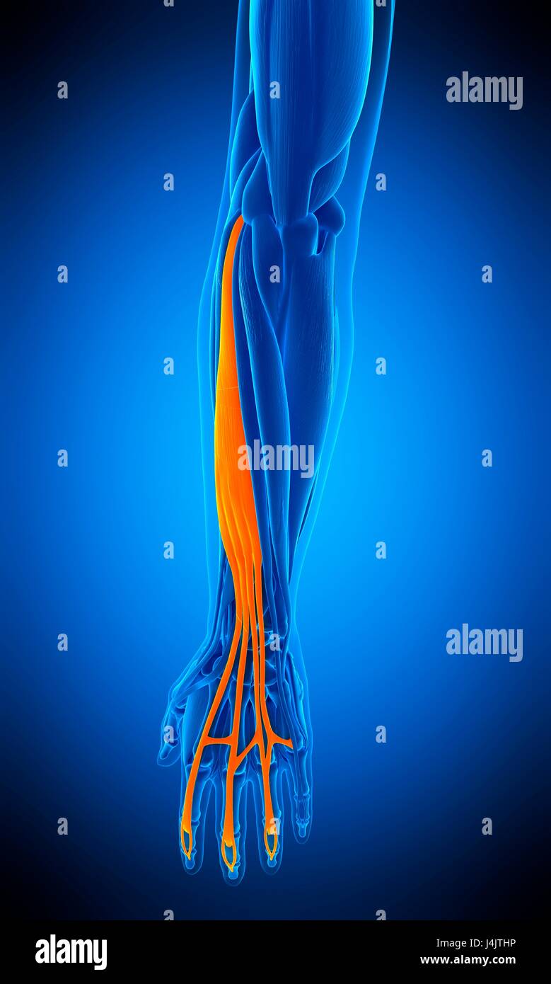 Illustration of the extensor digitorum muscle Stock Photo - Alamy