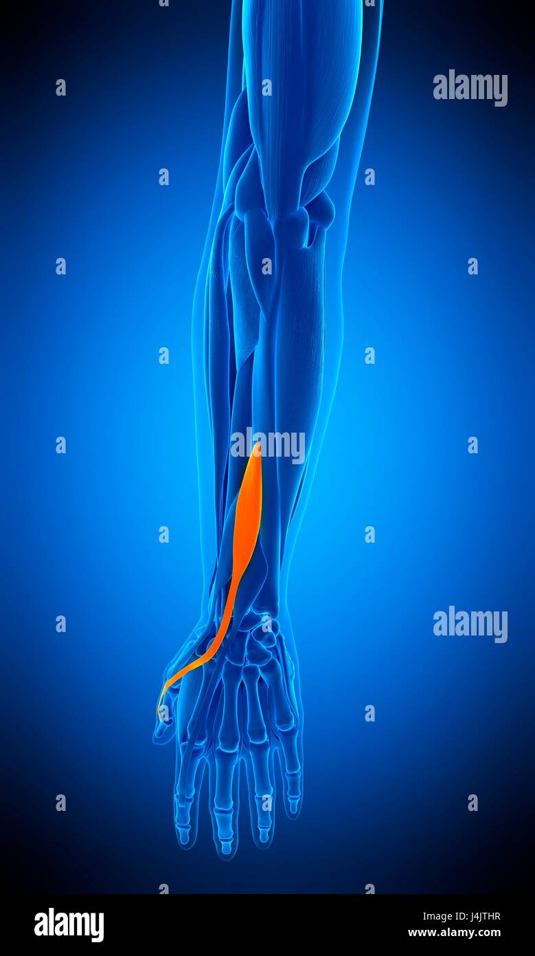 Extensor indicis hi-res stock photography and images - Alamy