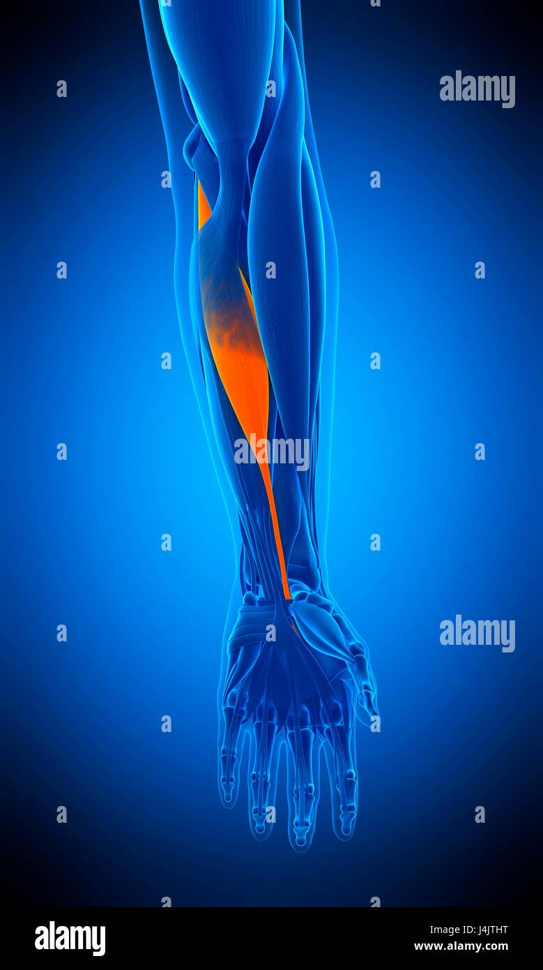 Illustration of the flexor carpi radialis muscle Stock Photo - Alamy