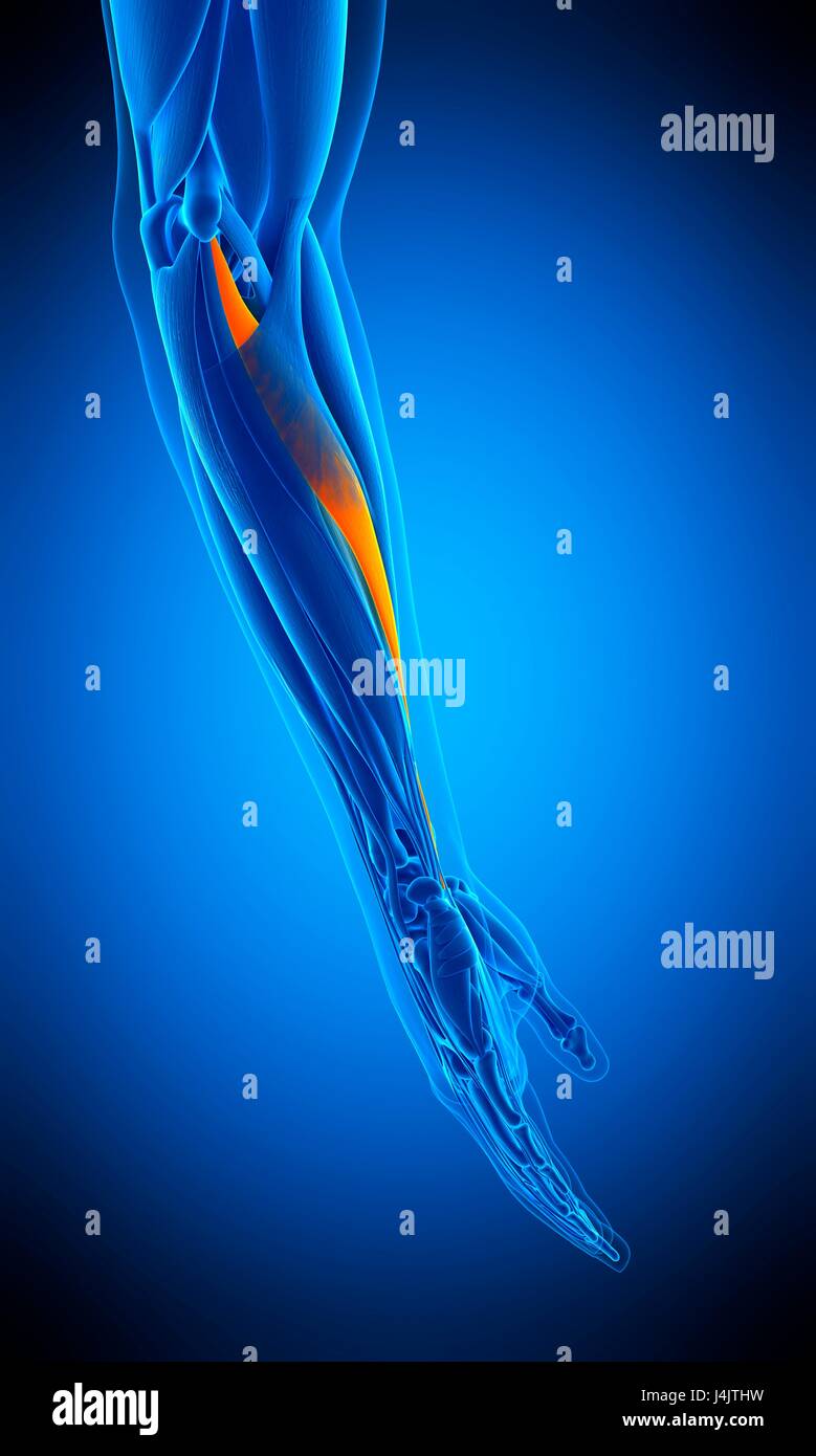 Illustration of the flexor carpi radialis muscle Stock Photo - Alamy