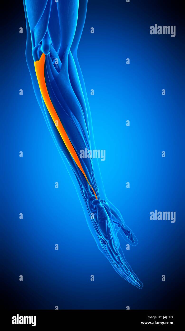 Illustration of the flexor carpi ulnaris muscle Stock Photo - Alamy