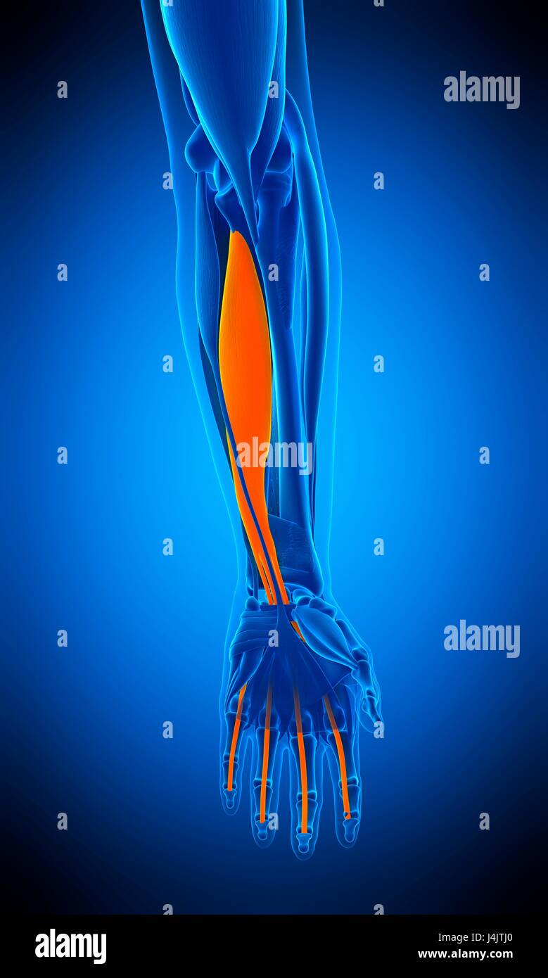Illustration of the flexor digitorum profundus muscle Stock Photo - Alamy