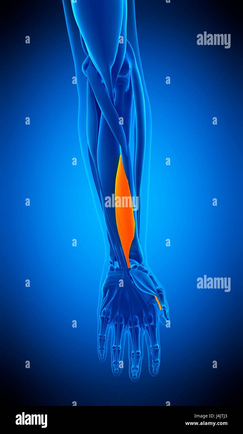 Illustration of the flexor pollicis longus muscle Stock Photo - Alamy