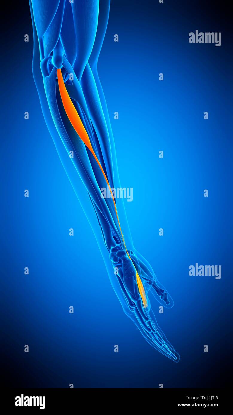 Palmaris longus hi-res stock photography and images - Alamy