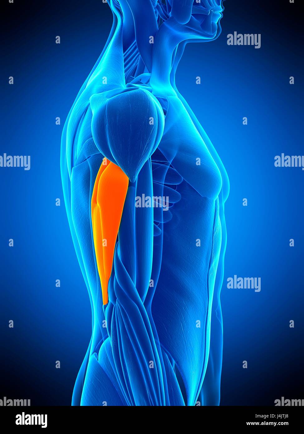 Illustration of the triceps muscle Stock Photo - Alamy