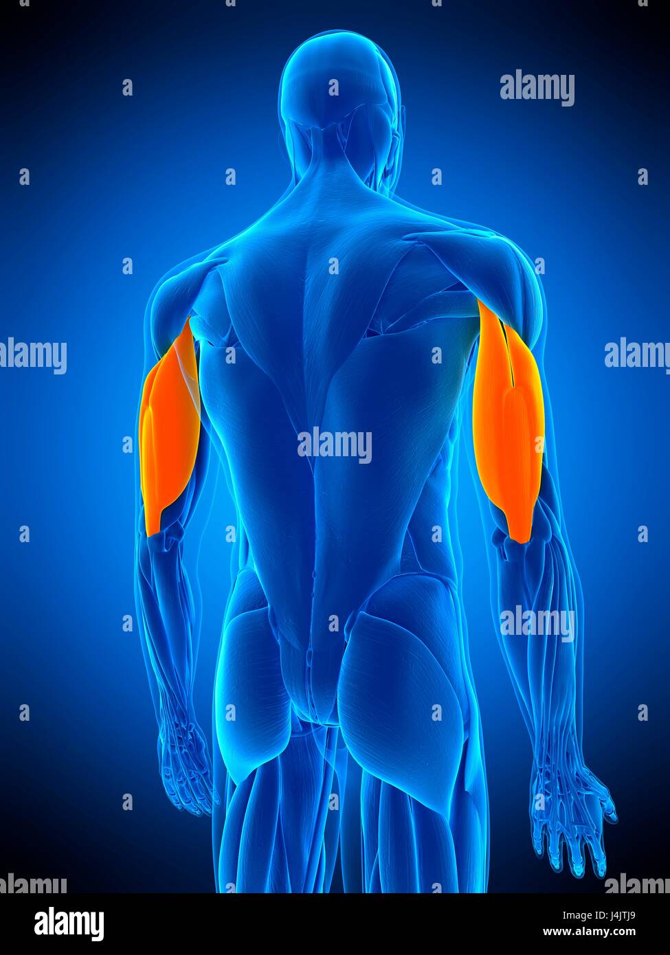 Illustration of the triceps muscle Stock Photo - Alamy