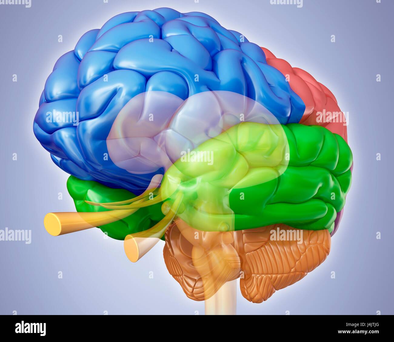 Human brain regions and anatomy hi-res stock photography and images - Alamy
