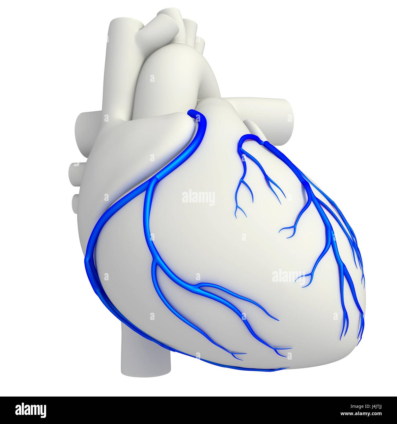 Coronary vein hi-res stock photography and images - Alamy