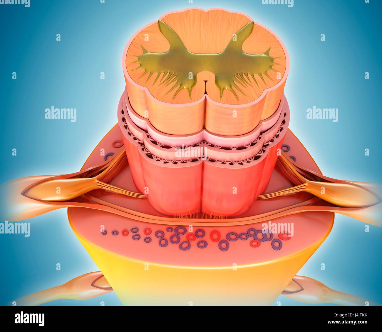 Normal image of spinal cord hi-res stock photography and images - Alamy