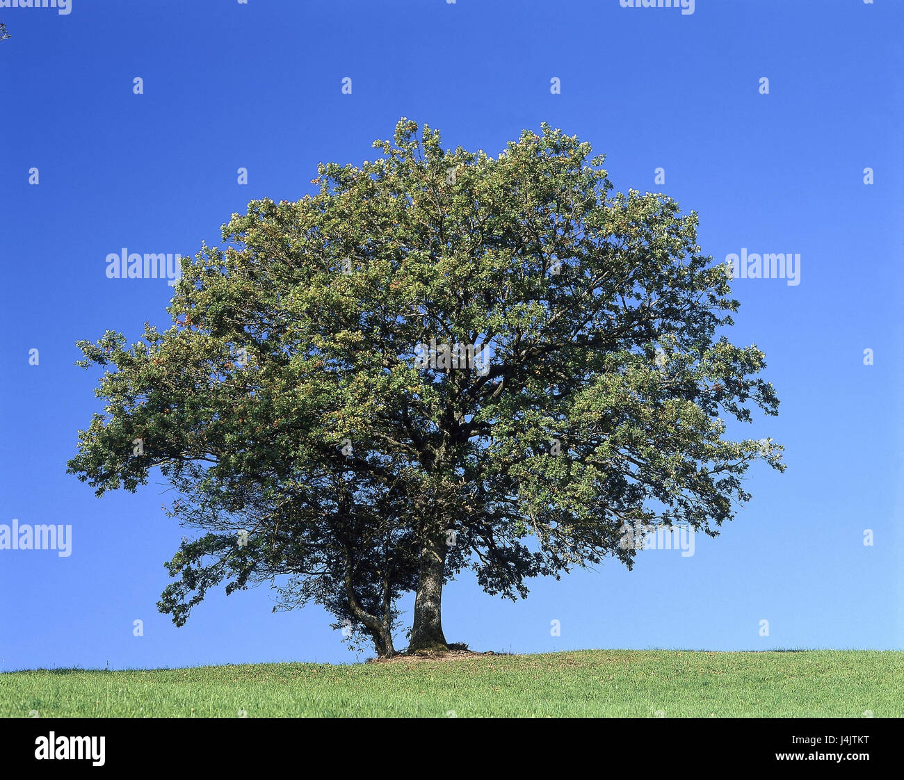 Quercus oak spec hi-res stock photography and images - Alamy