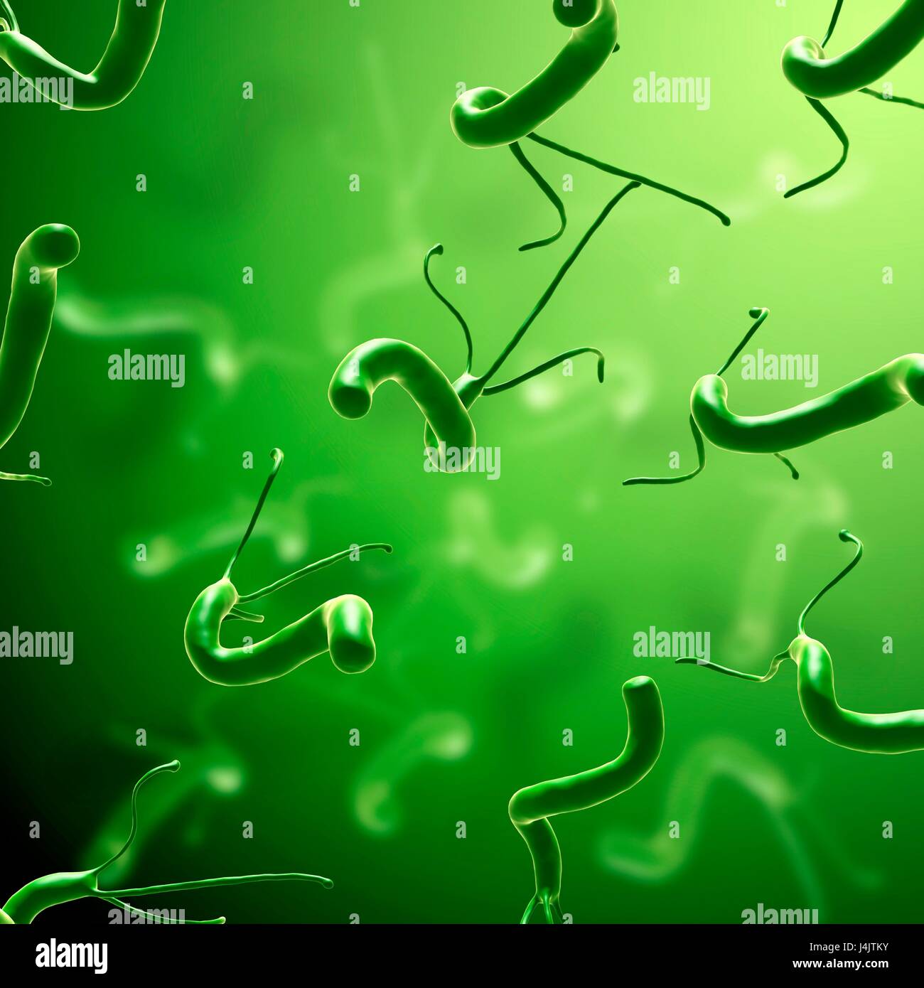 Helicobacter pylori bacteria hi-res stock photography and images - Alamy