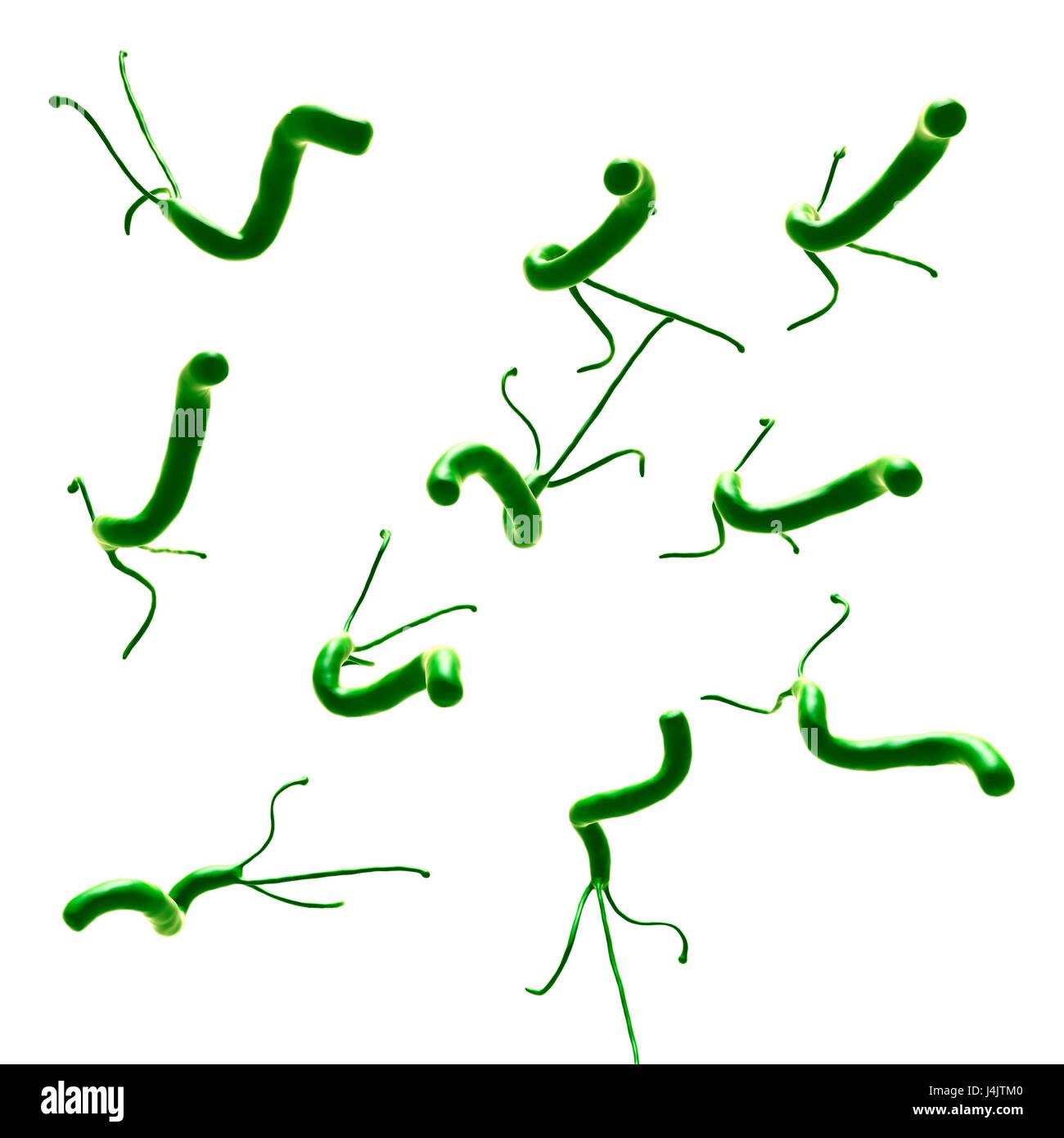 Helicobacter pylori bacteria hi-res stock photography and images - Alamy