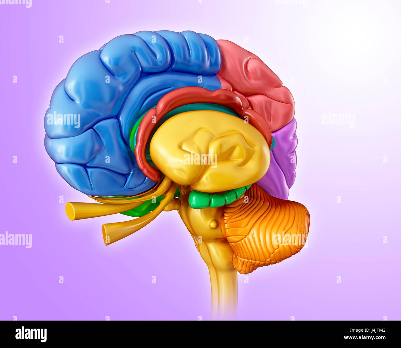 Illustration of human brain regions Stock Photo - Alamy