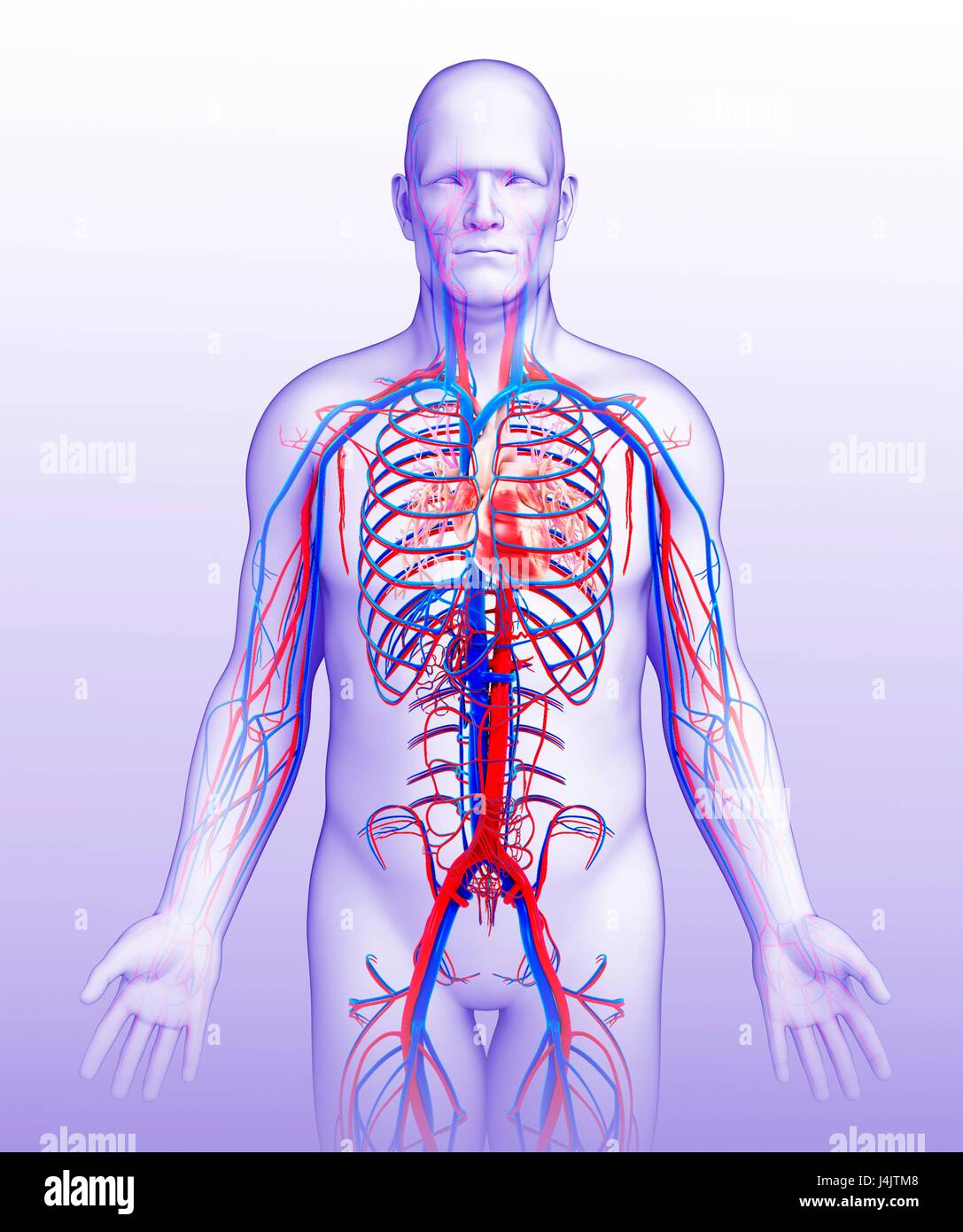 Illustration of male circulatory system Stock Photo - Alamy