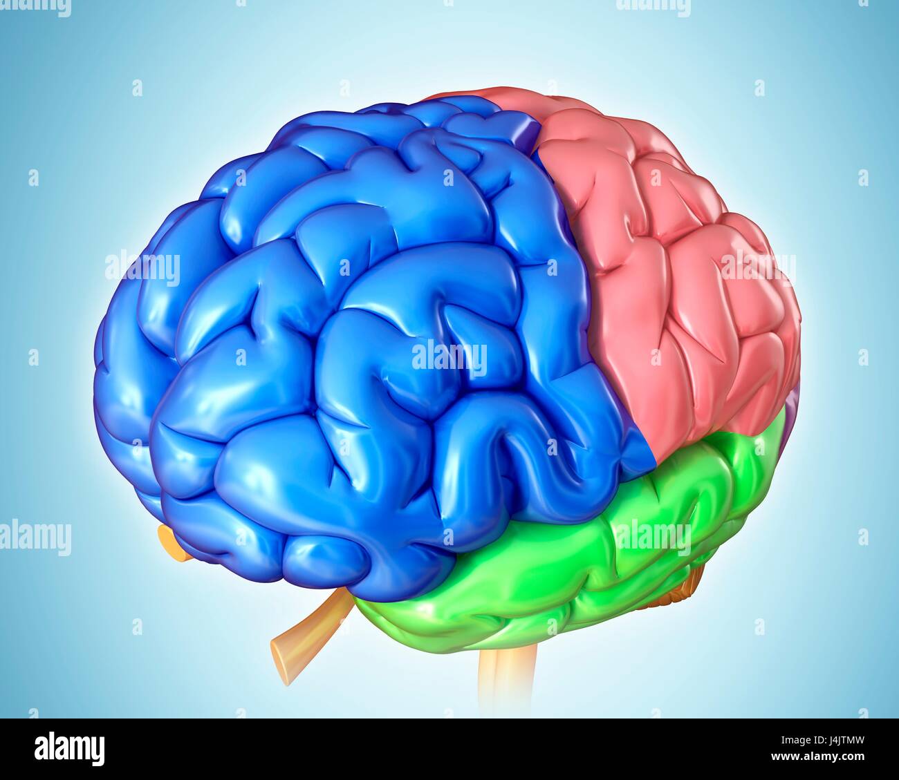 Illustration of human brain regions Stock Photo - Alamy