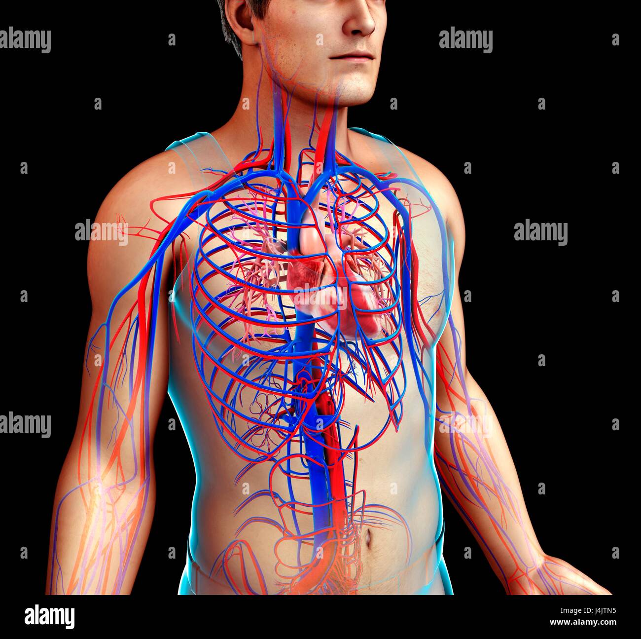 Illustration of male cardiovascular system Stock Photo - Alamy