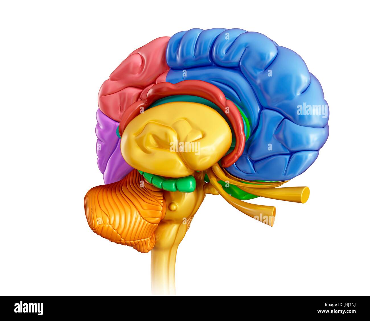 Illustration of human brain regions Stock Photo - Alamy