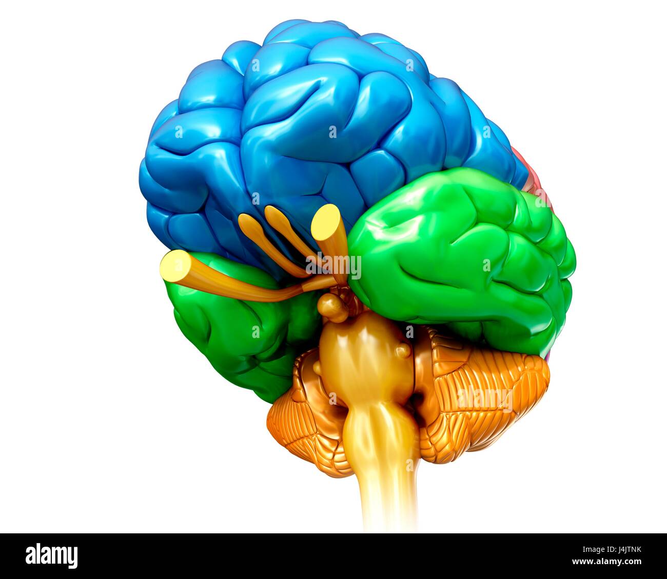 Human Brain Regions And Anatomy High Resolution Stock Photography and ...