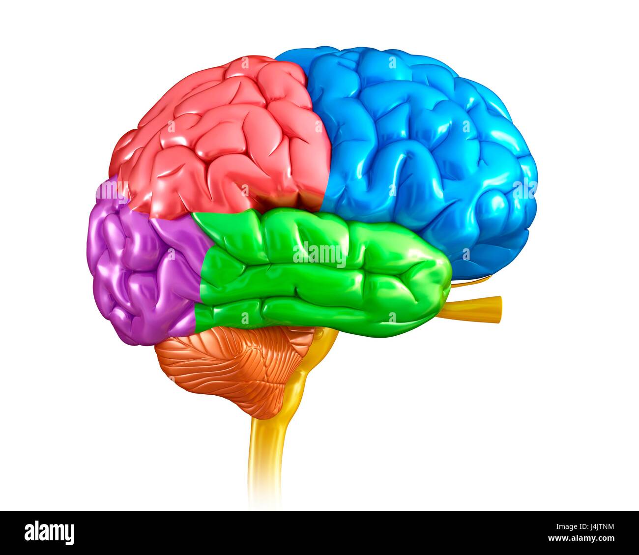 Illustration of human brain regions Stock Photo - Alamy
