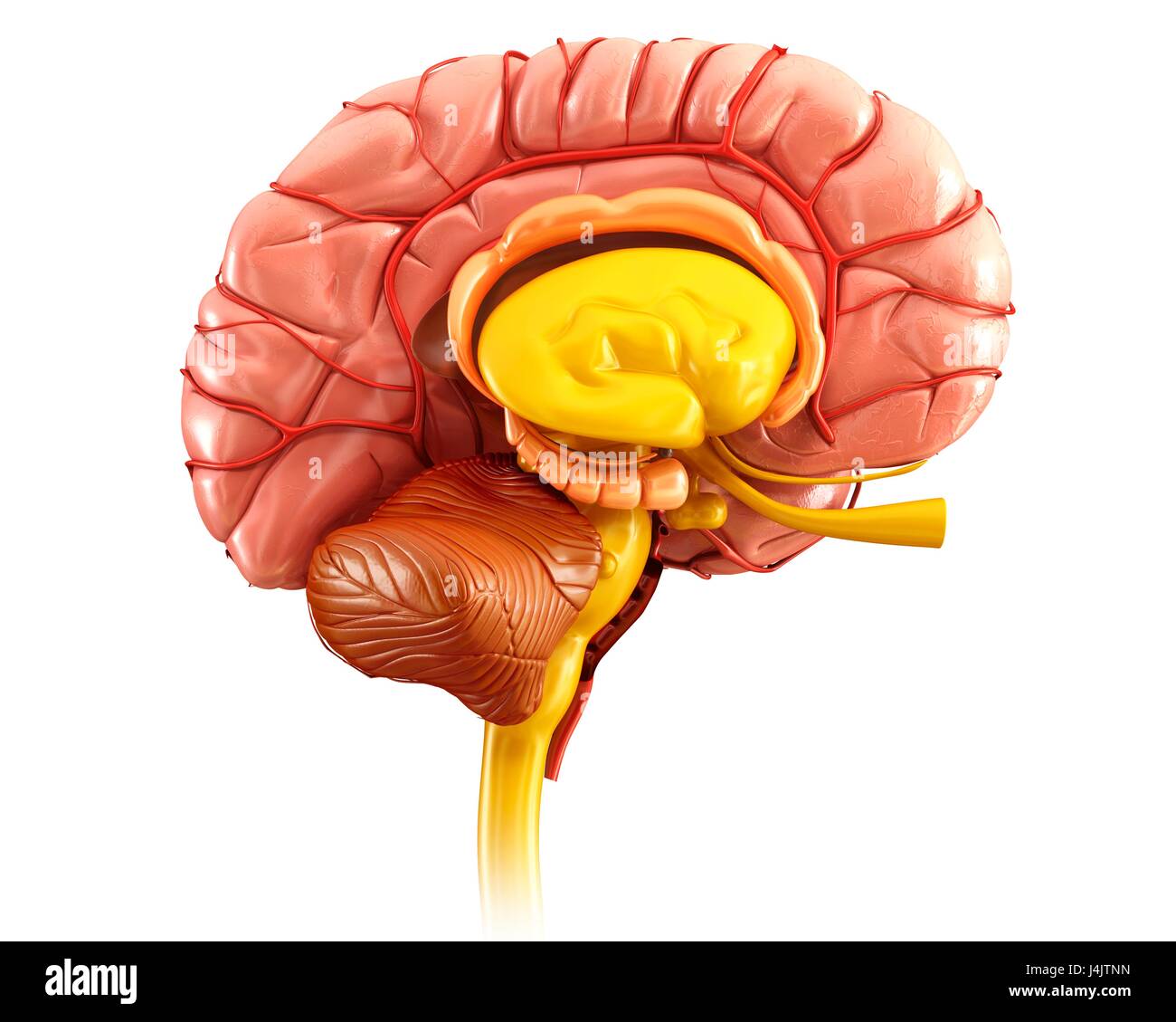 Illustration of human brain anatomy Stock Photo - Alamy