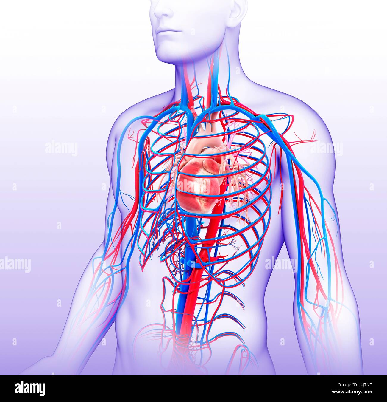 Illustration of male cardiovascular system Stock Photo - Alamy