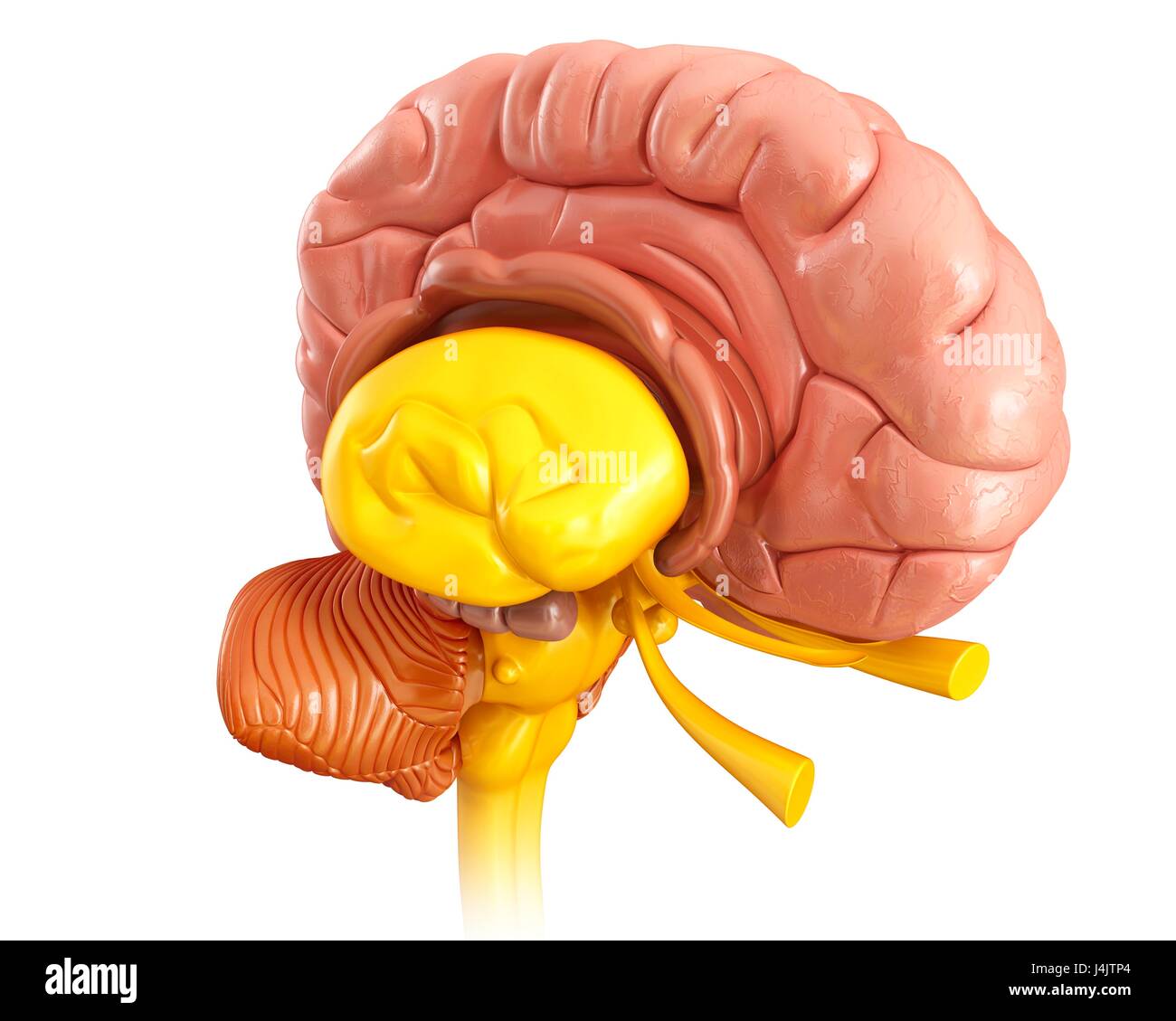 Illustration of human brain anatomy Stock Photo - Alamy