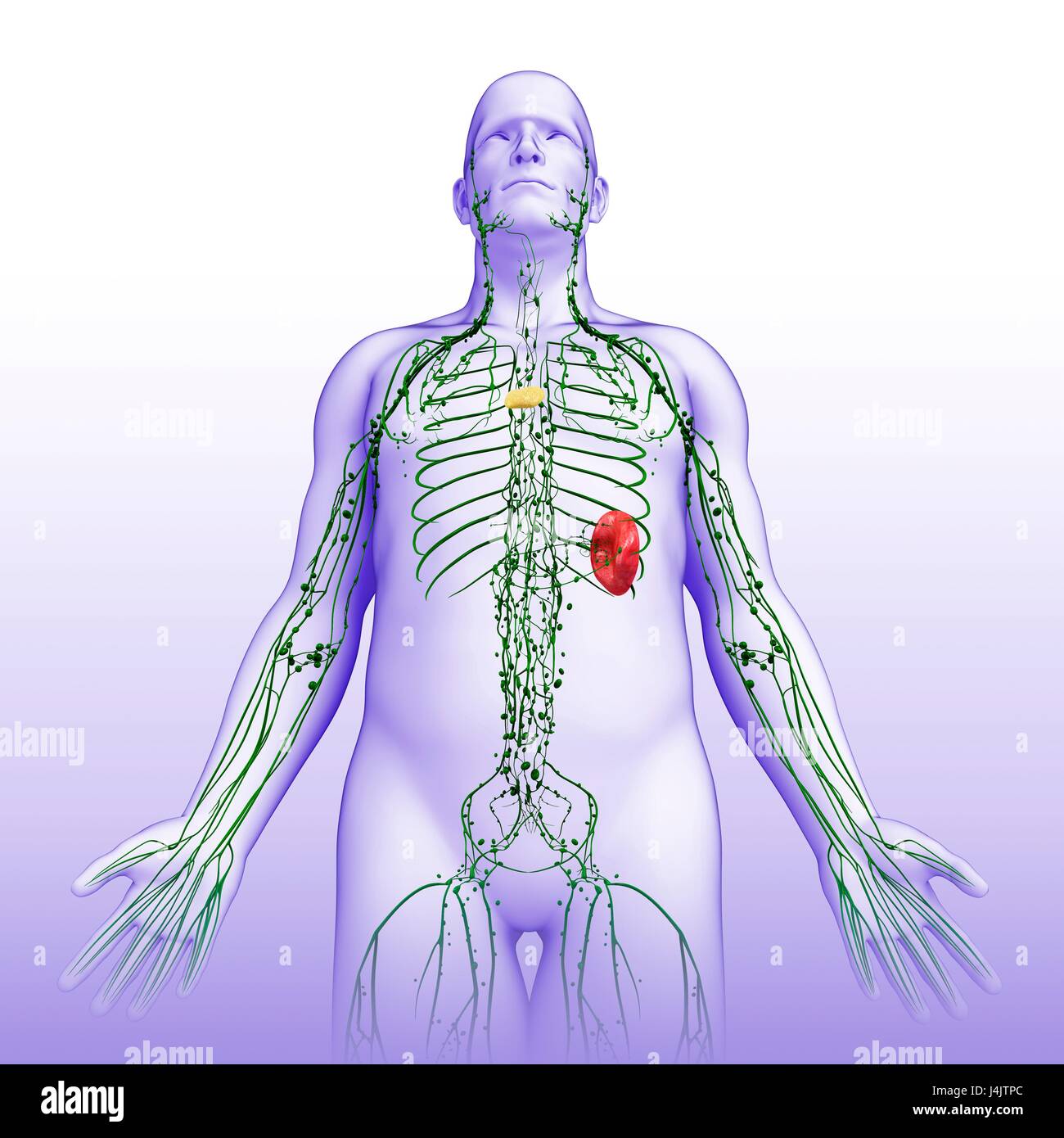 Illustration of male lymphatic system Stock Photo - Alamy