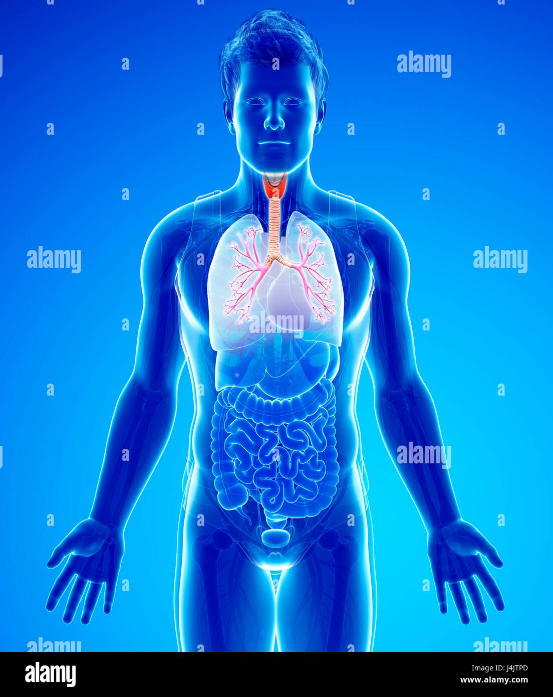 Illustration of male trachea and lungs Stock Photo - Alamy
