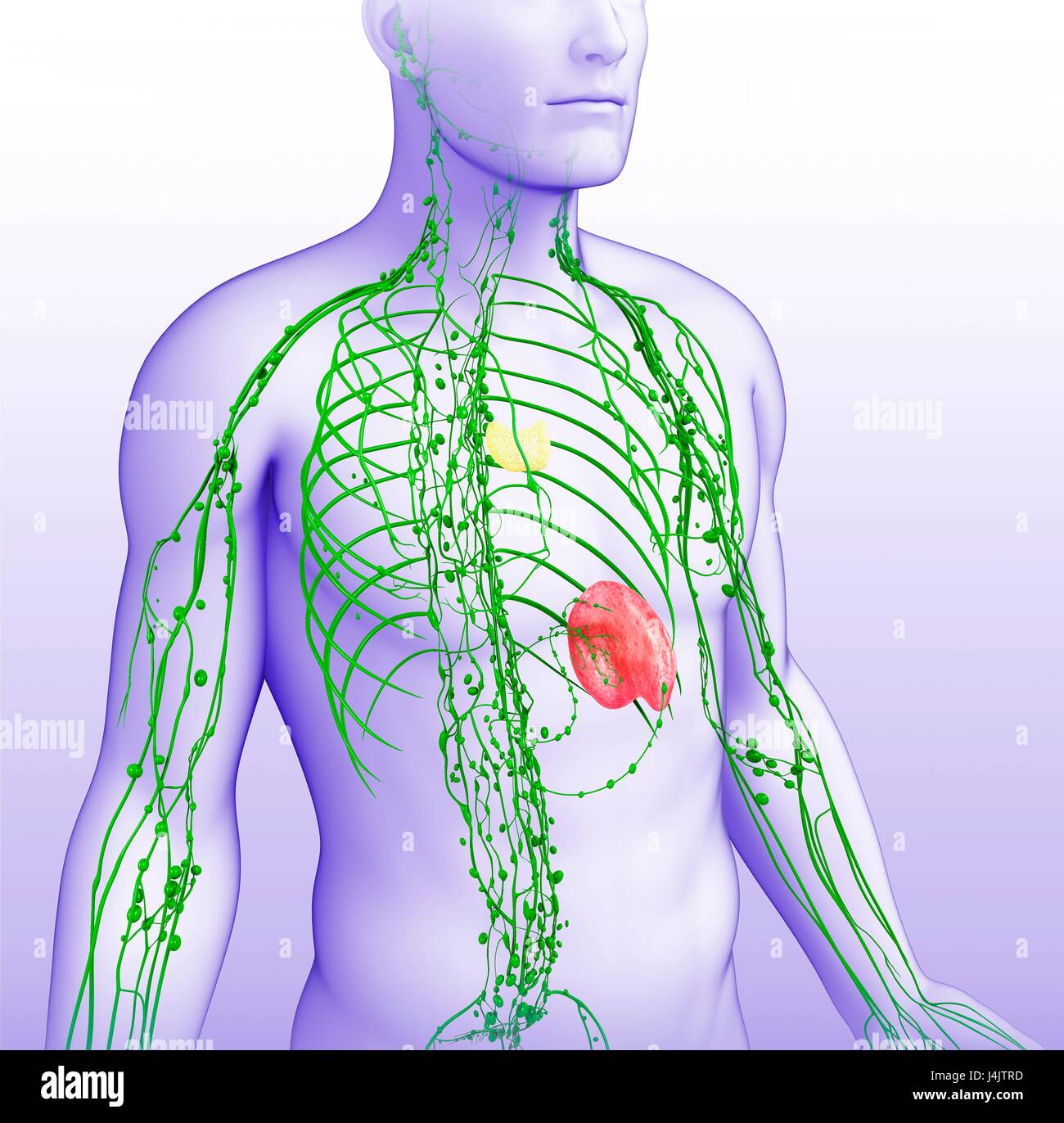 Illustration of male lymphatic system Stock Photo - Alamy